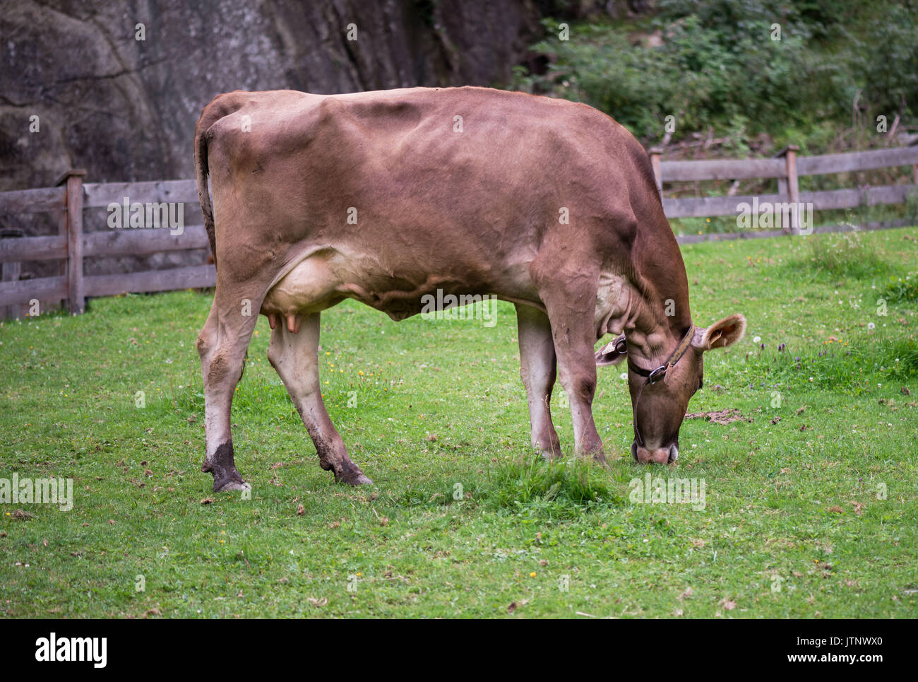 Cow and grass hi-res stock photography and images - Alamy