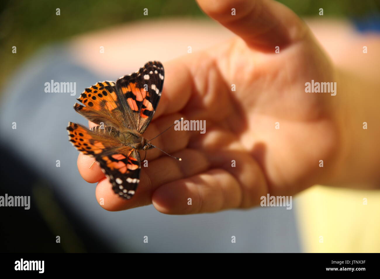 Painted Lady Butterflies Stock Photo - Alamy