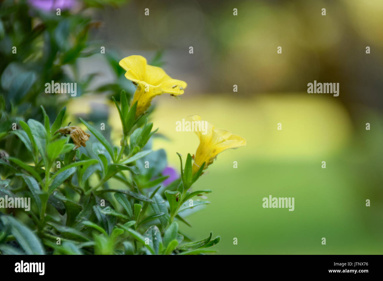 Calibrachoa High Resolution Stock Photography and Images - Alamy
