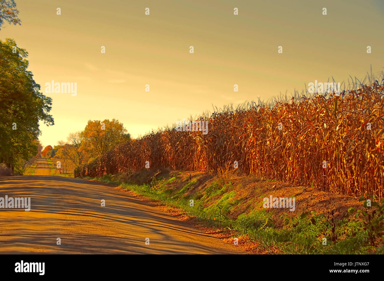 Golden rustic hi-res stock photography and images - Alamy