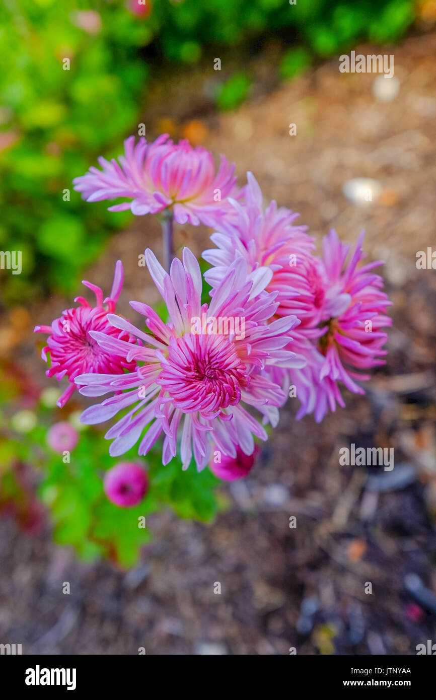 Magenta pink yellow flowers hi-res stock photography and images - Alamy