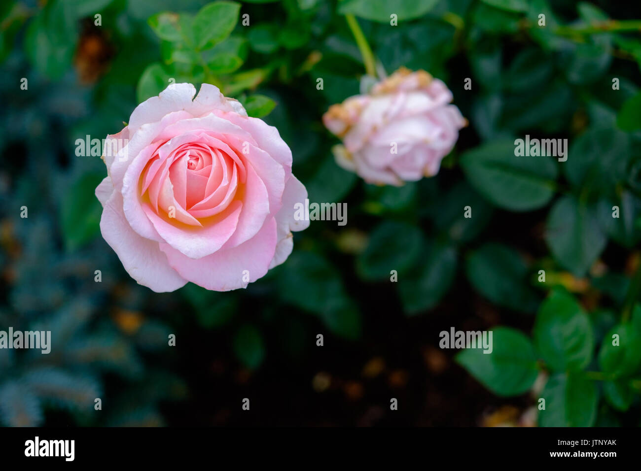 Closeup of pink roses hi-res stock photography and images - Alamy