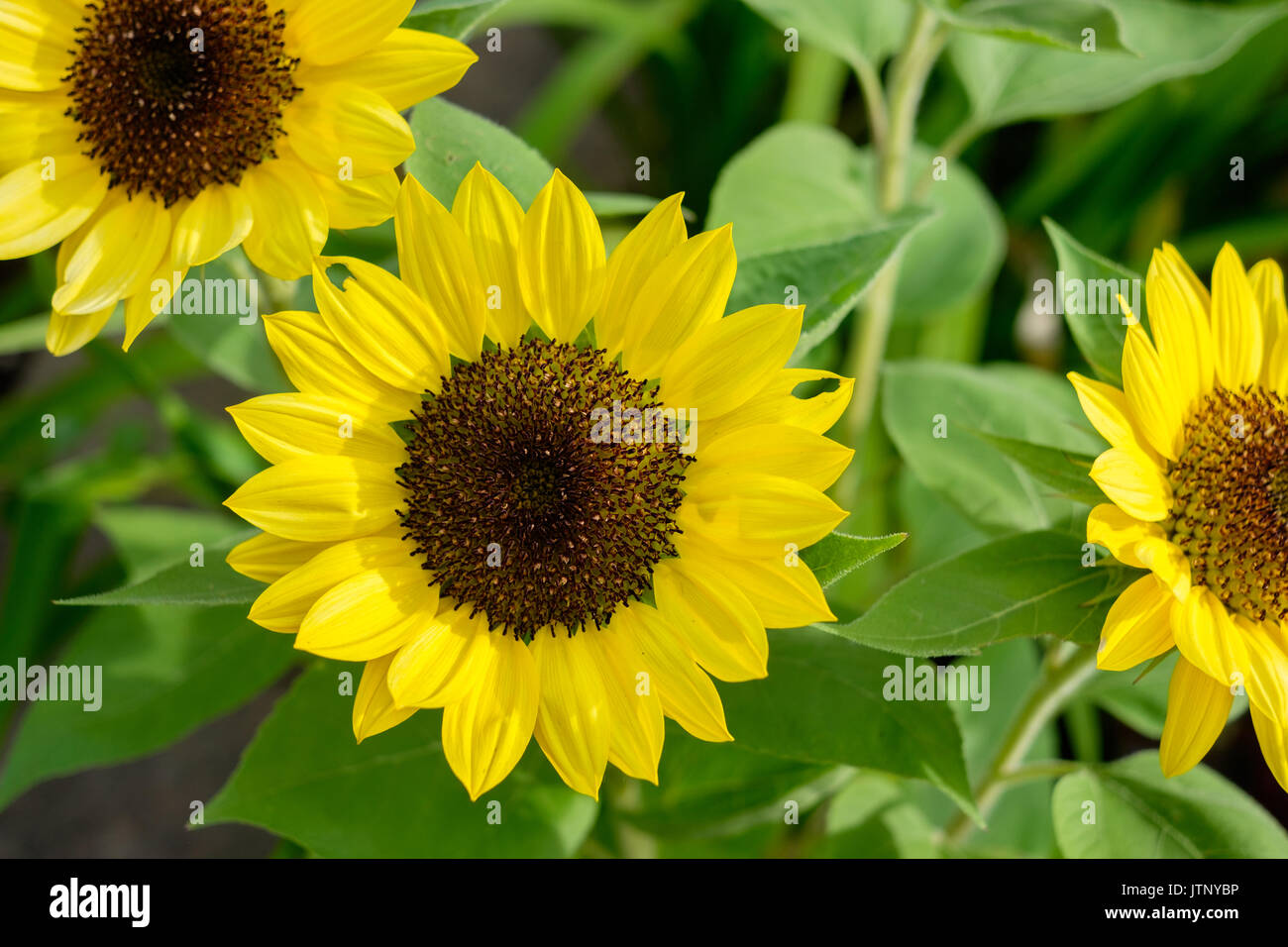 Closeup of sunflowers hi-res stock photography and images - Alamy