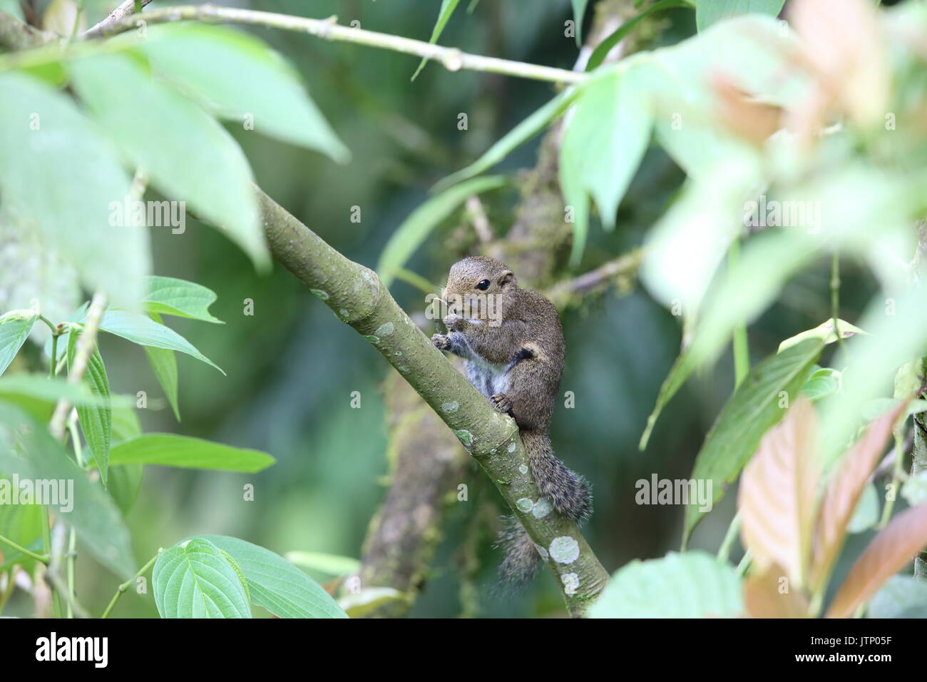 Slender squirrel (Sundasciurus tenuis) in Mt.Kerinci, Sumatra ...
