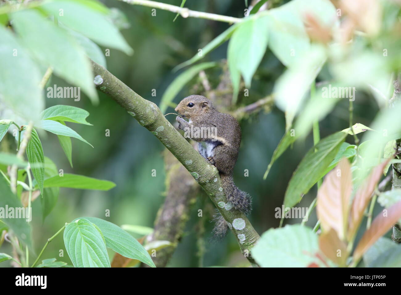 Tenuis hi-res stock photography and images - Alamy