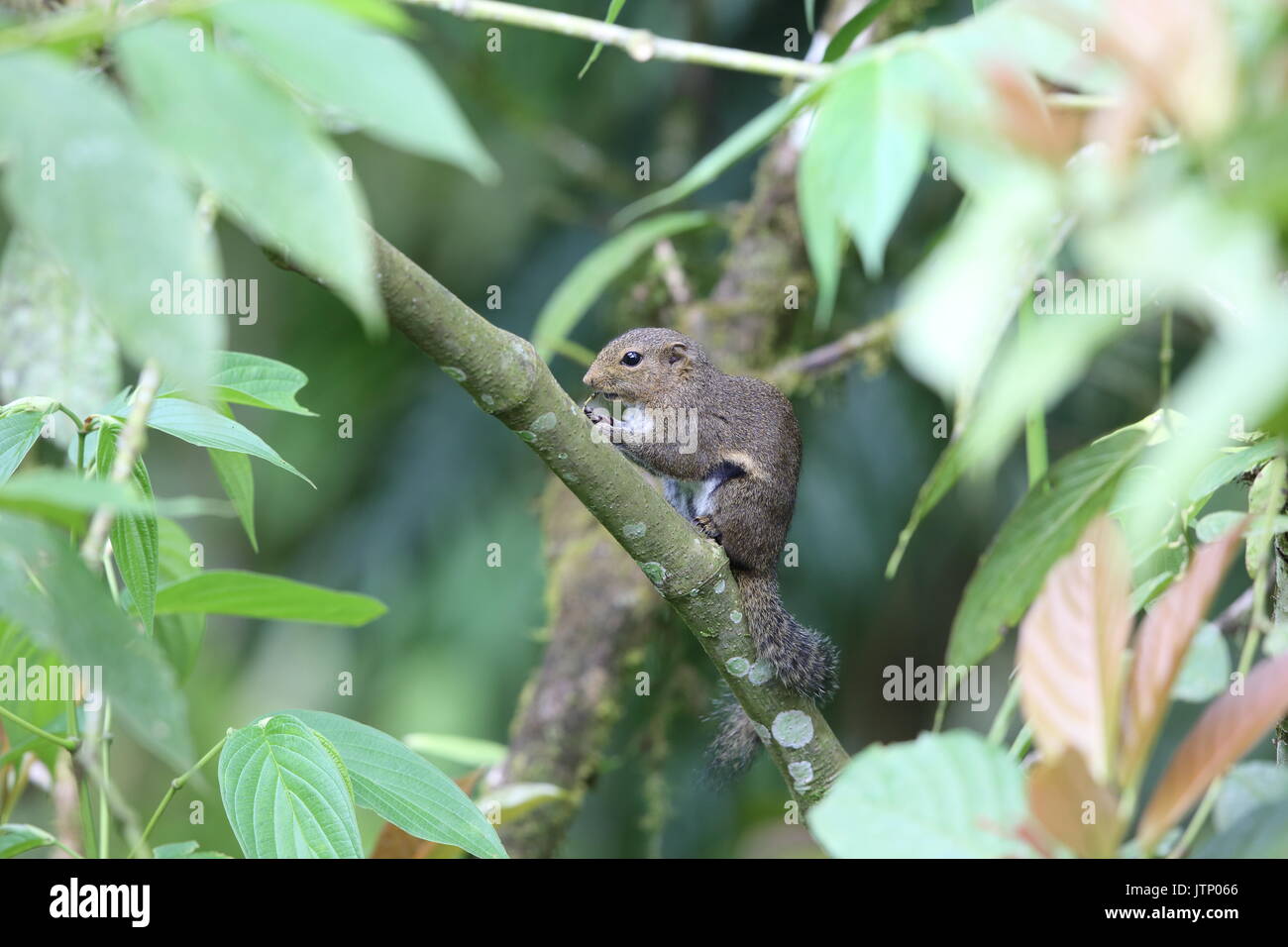 Slender squirrel (Sundasciurus tenuis) in Mt.Kerinci, Sumatra ...