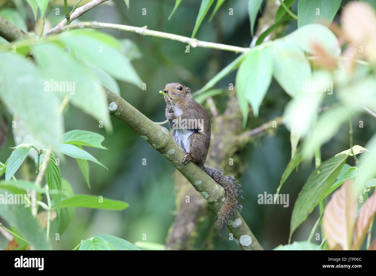 Slender squirrel (Sundasciurus tenuis) in Mt.Kerinci, Sumatra ...