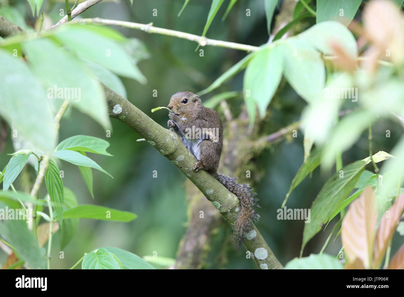 Slender squirrel (Sundasciurus tenuis) in Mt.Kerinci, Sumatra ...