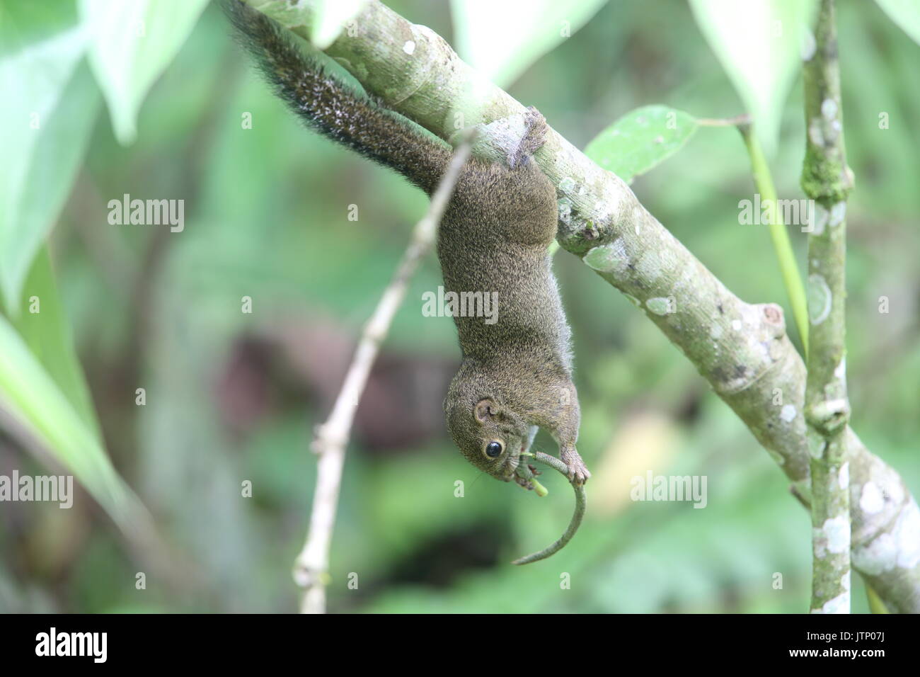 Slender squirrel (Sundasciurus tenuis) in Mt.Kerinci, Sumatra ...