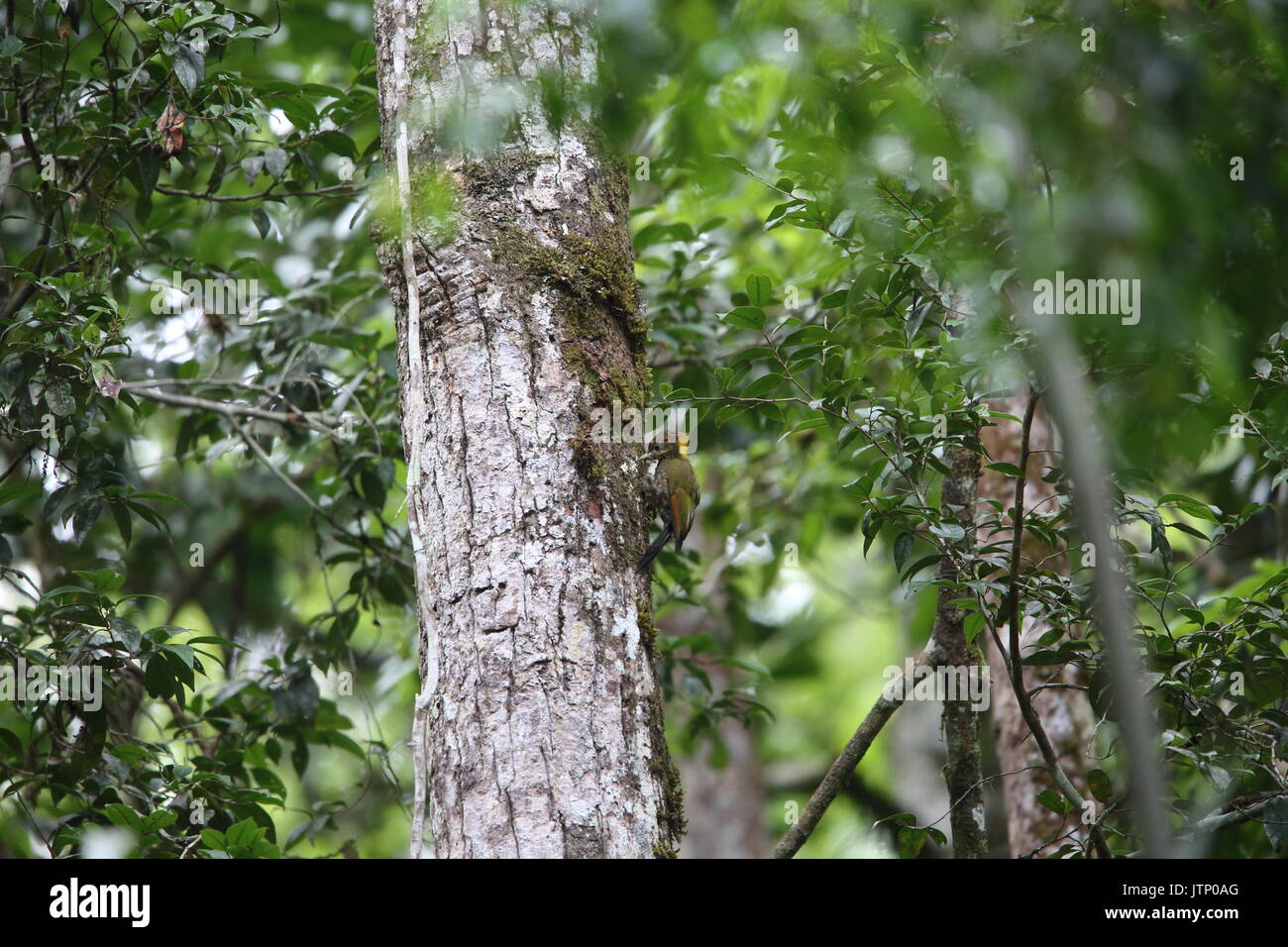 Picus chlorolophus hi-res stock photography and images - Alamy