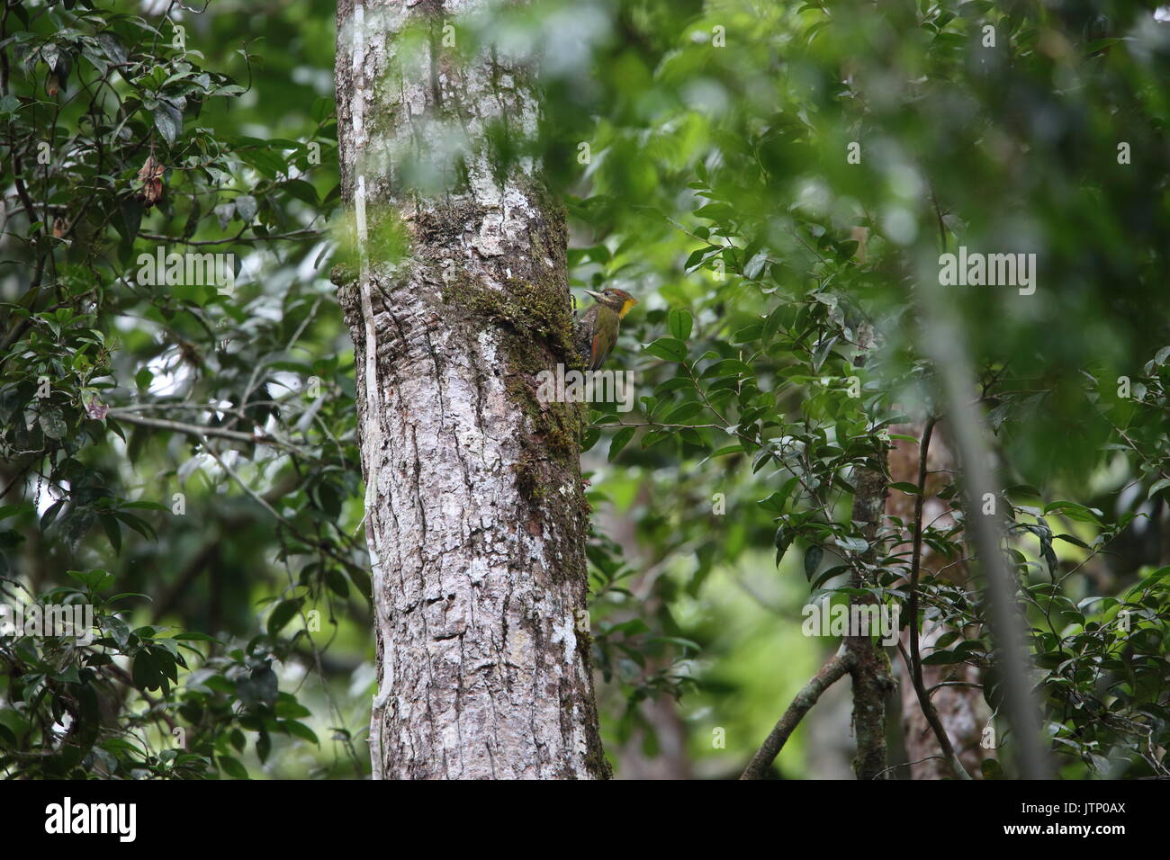 Lesser yellownape (Picus chlorolophus) in Sumatra, Indonesia Stock ...