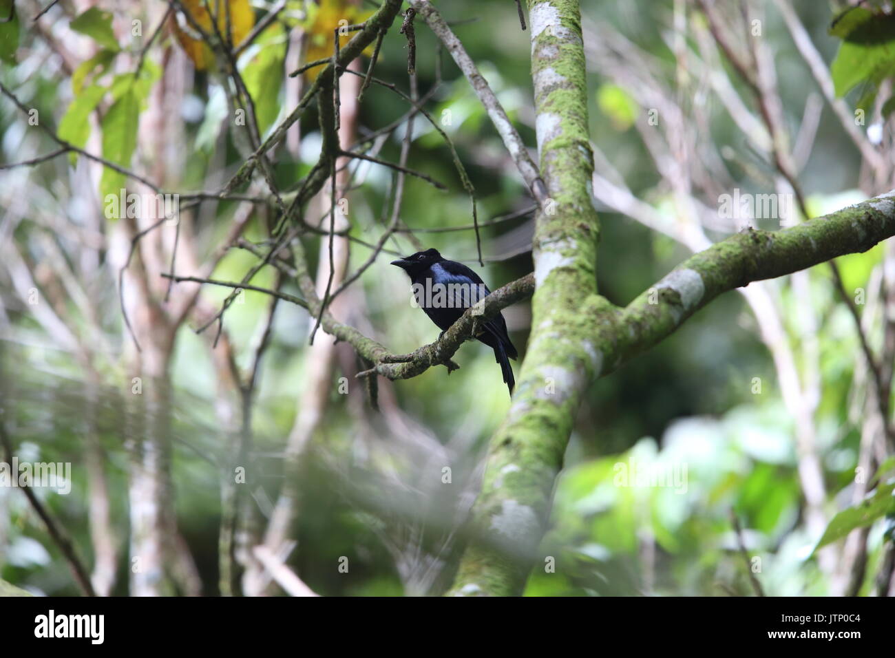 Sumatran drongo hi-res stock photography and images - Alamy