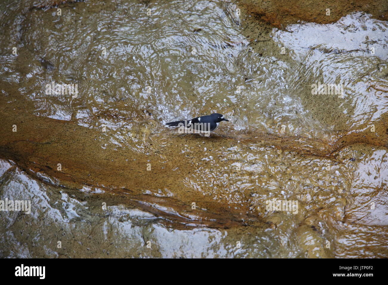 Sunda forktail (Enicurus velatus) in Mt.Kerinci, Sumatra, Indonesia ...