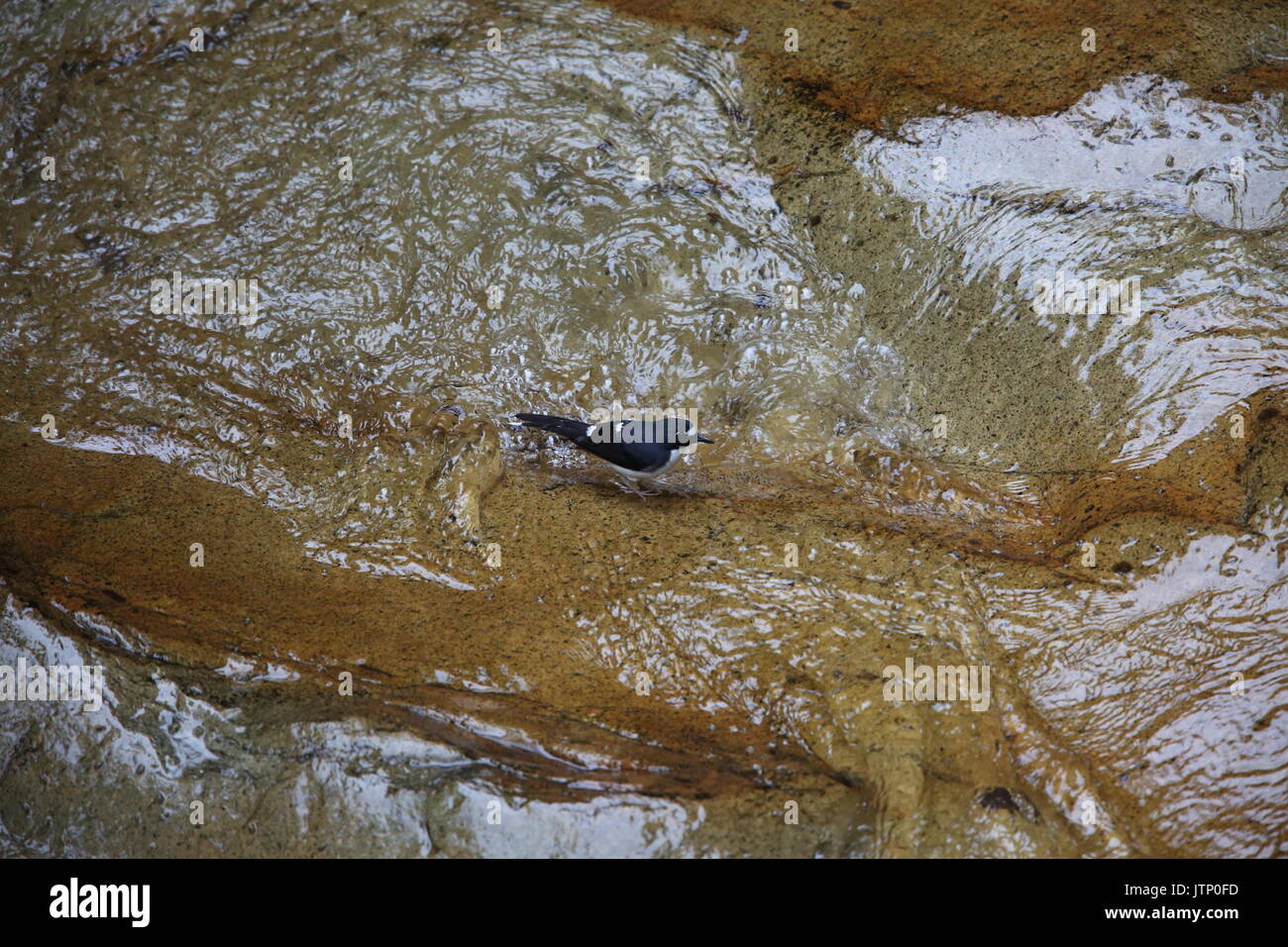 Enicurus velatus hi-res stock photography and images - Alamy