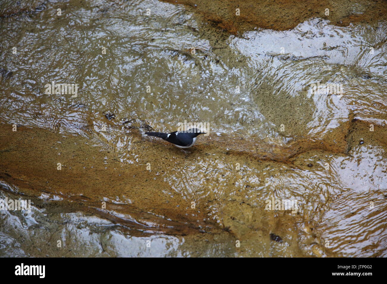 Sunda forktail (Enicurus velatus) in Mt.Kerinci, Sumatra, Indonesia ...