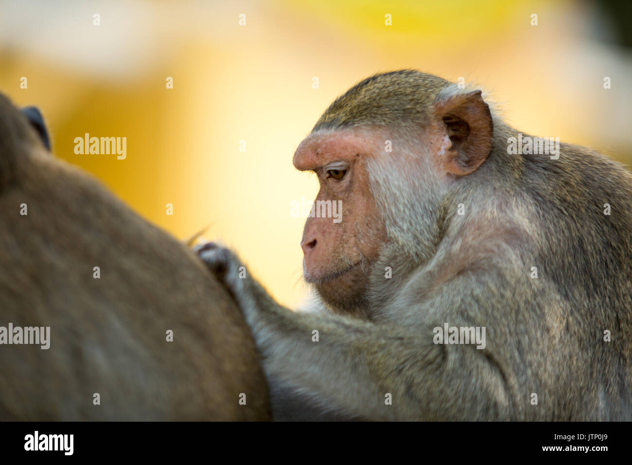 Tropical tick hi-res stock photography and images - Alamy