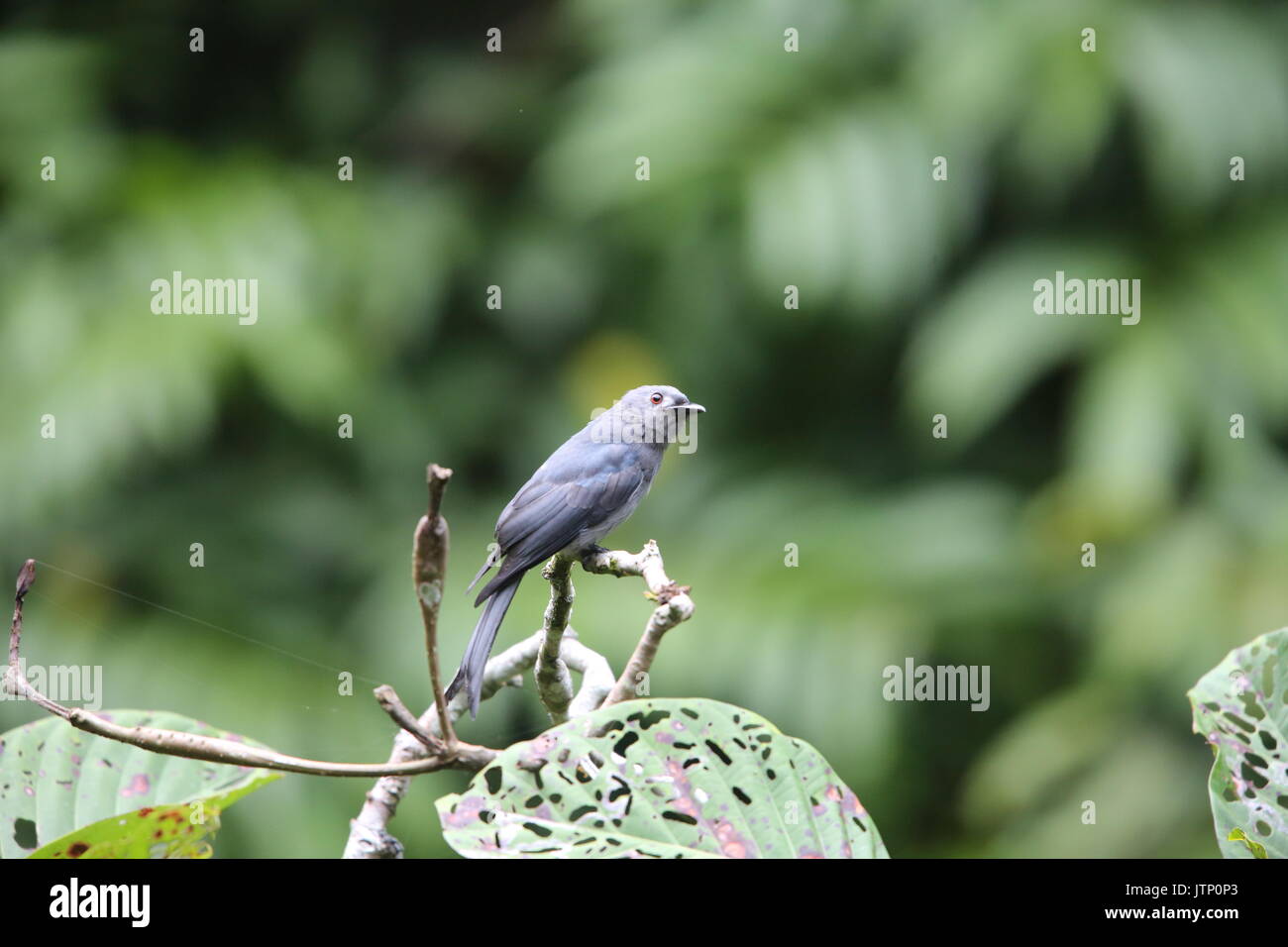 Ashy drongo (Dicrurus leucophaeus) in Mt.Kerinci, Sumatra, Indonesia ...