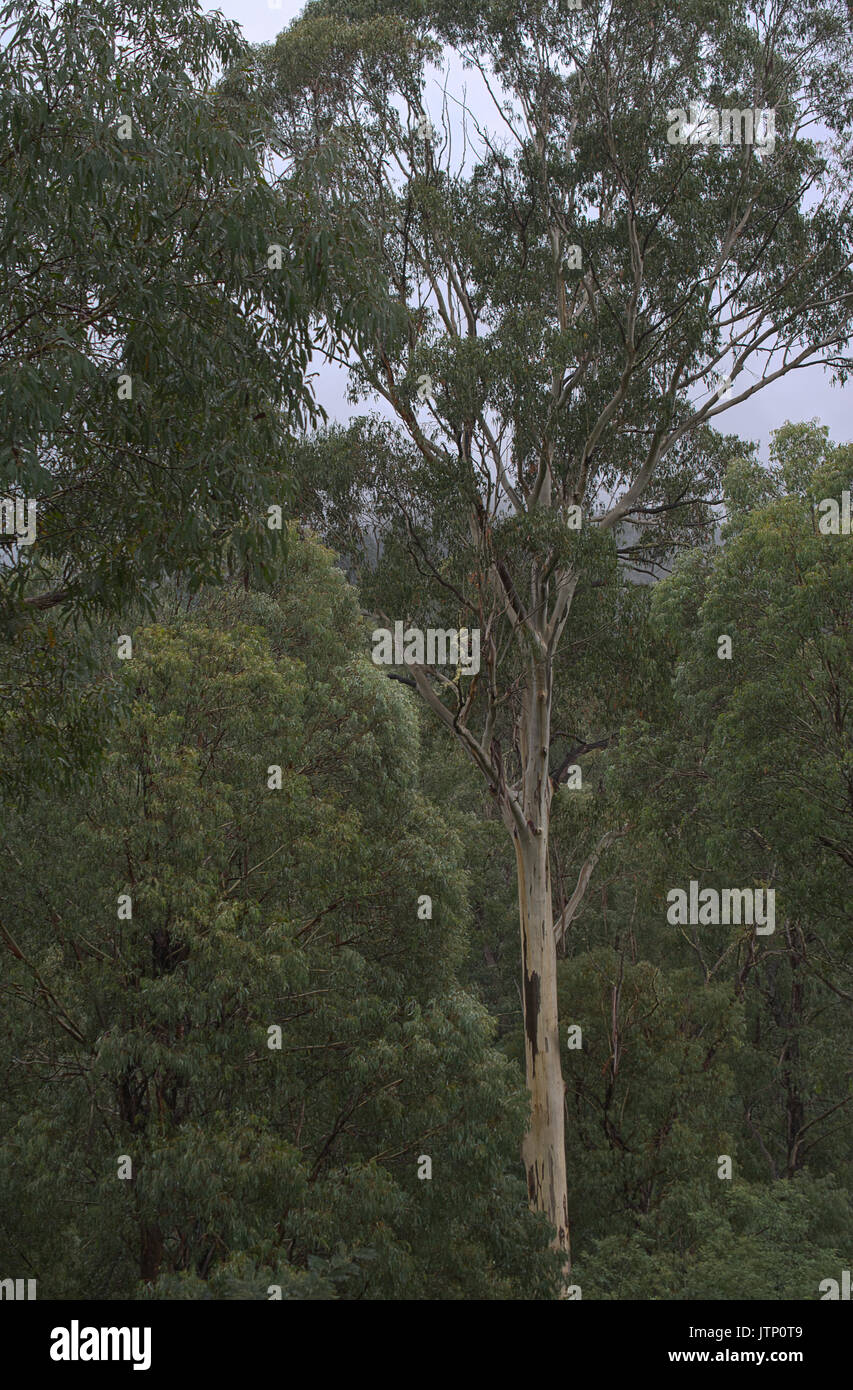Native australian tree hi-res stock photography and images - Alamy
