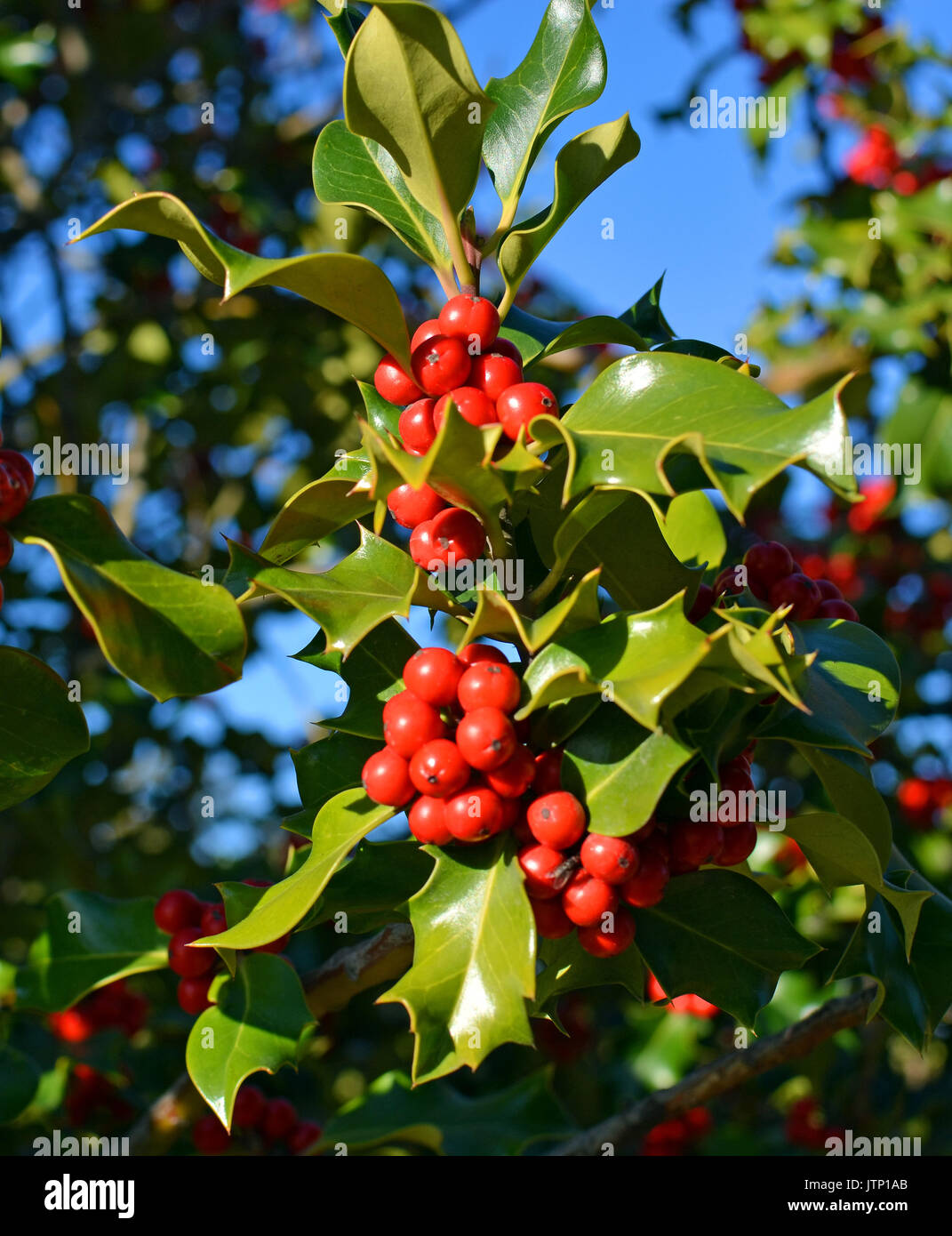 Christmas Holly Tree with clusters of red berries and green leaves on a ...