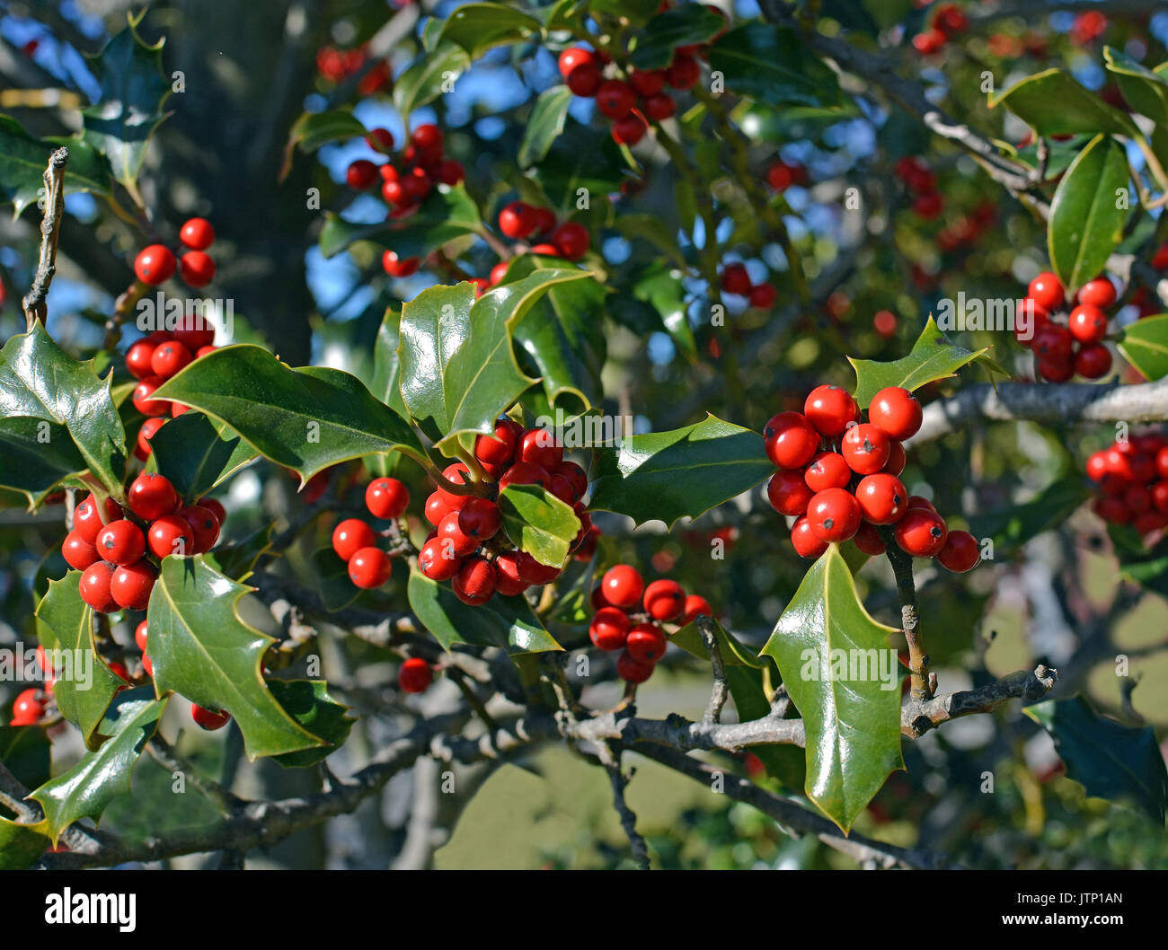 Christmas Holly Tree background with red berries and green leaves in ...