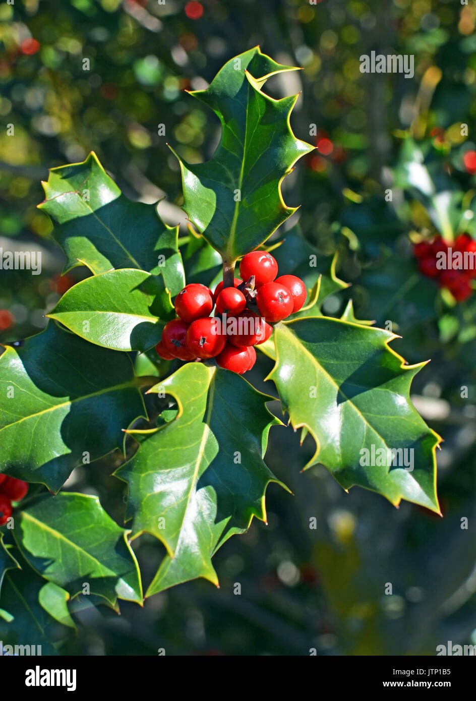Closeup view of Christmas Holly Tree with clusters of red berries and ...