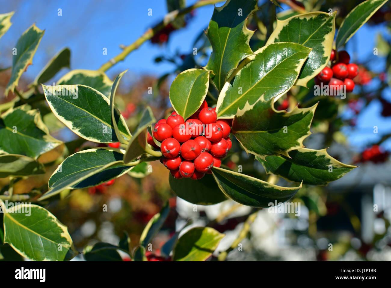 Closeup view of Christmas Holly Tree with clusters of red berries and ...