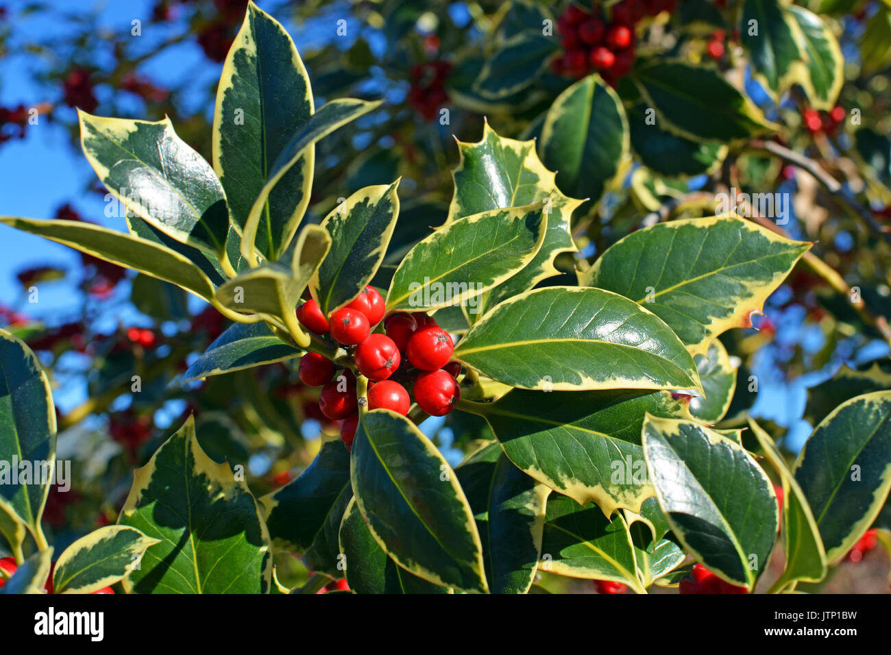 Closeup view of Christmas Holly Tree with clusters of red berries and ...