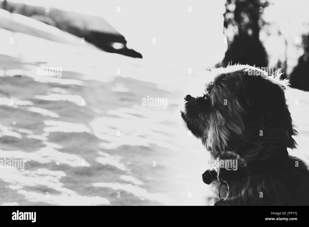 Loyal dogs hi-res stock photography and images - Alamy