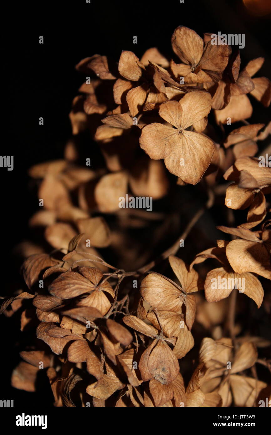 Hydrangea night hi-res stock photography and images - Alamy