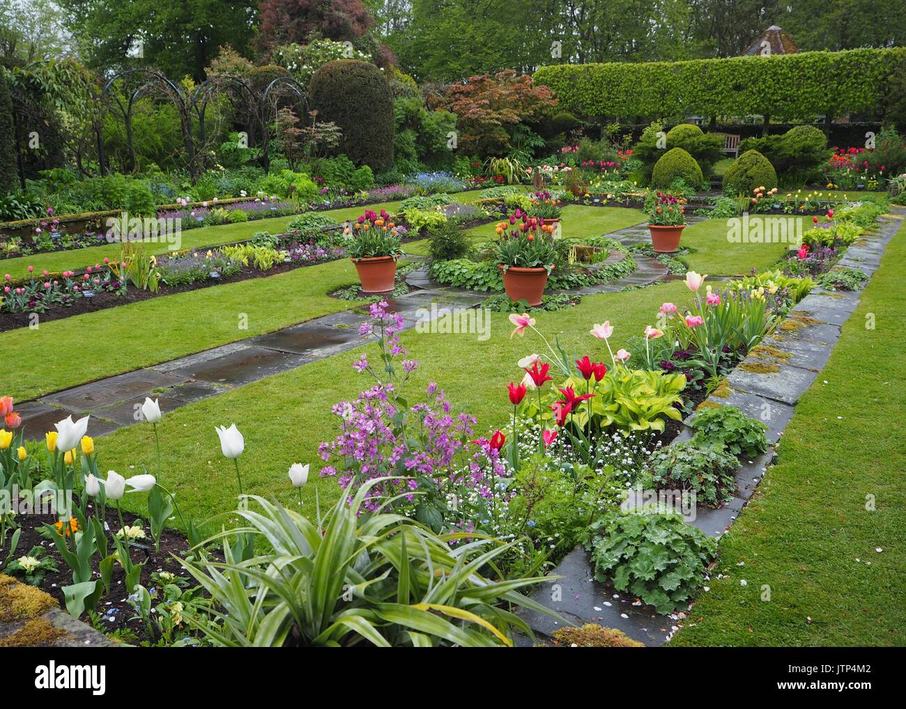 Chenies Manor garden at tulip time. Grass paths round the sunken garden ...