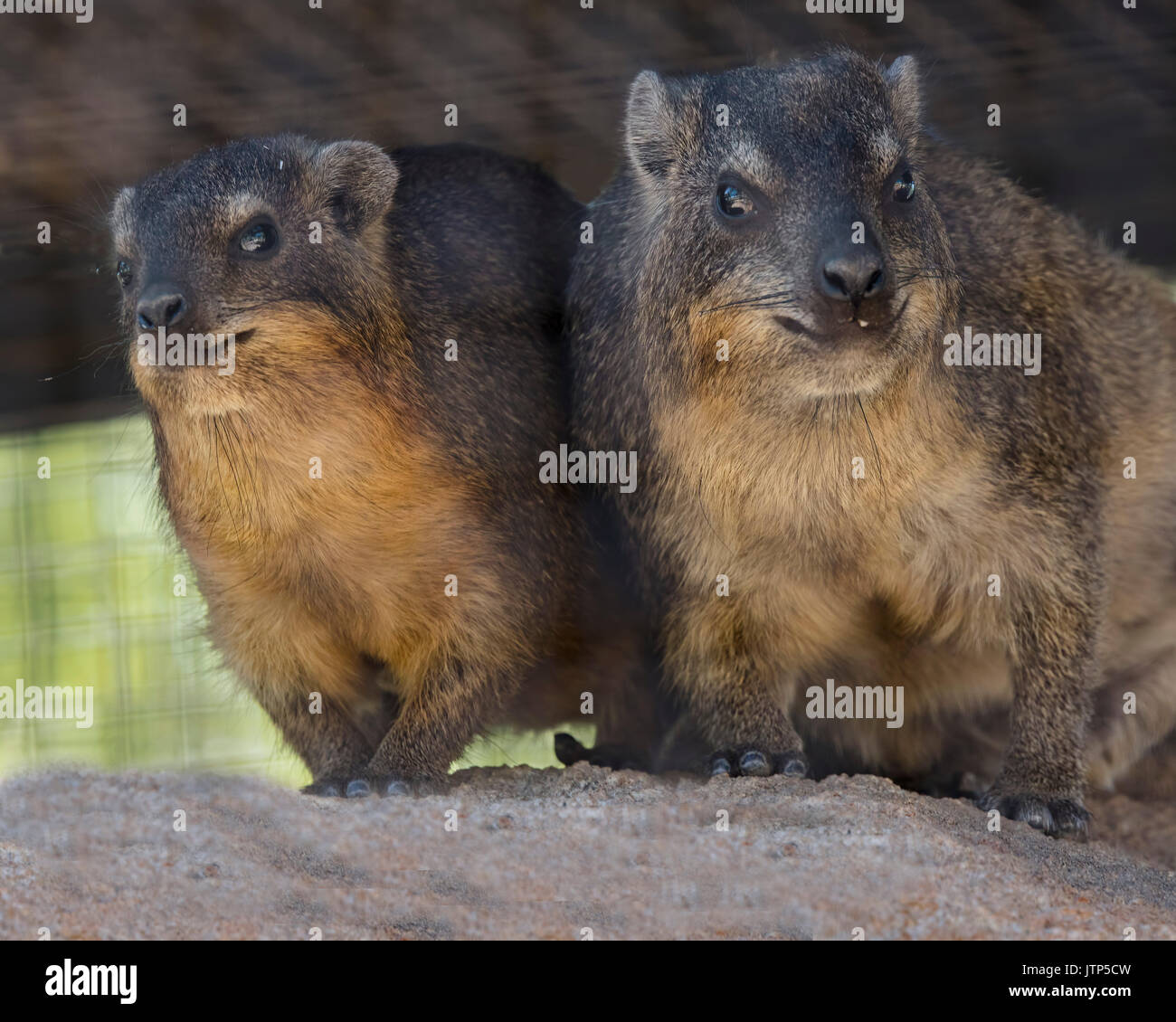 Hooflike toes hi-res stock photography and images - Alamy