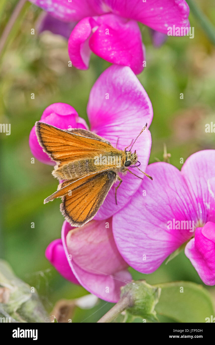 Female Small Skipper feeding on everlasting sweet pea Stock Photo - Alamy