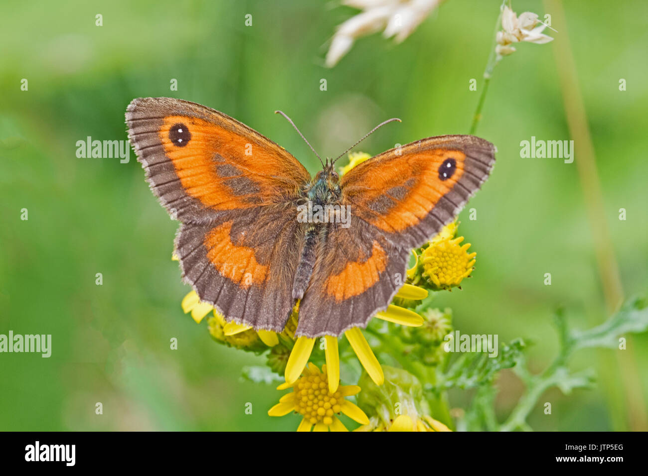 Ragwort gatekeeper butterflies hi-res stock photography and images - Alamy