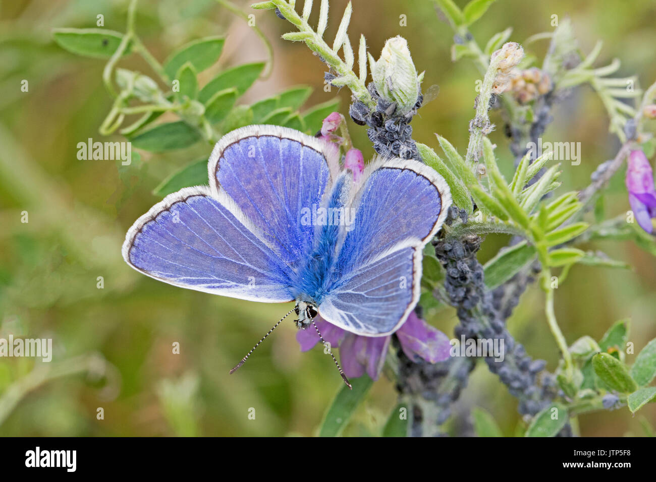 Male Common Blue on tufted vetch tufted vetch Stock Photo - Alamy