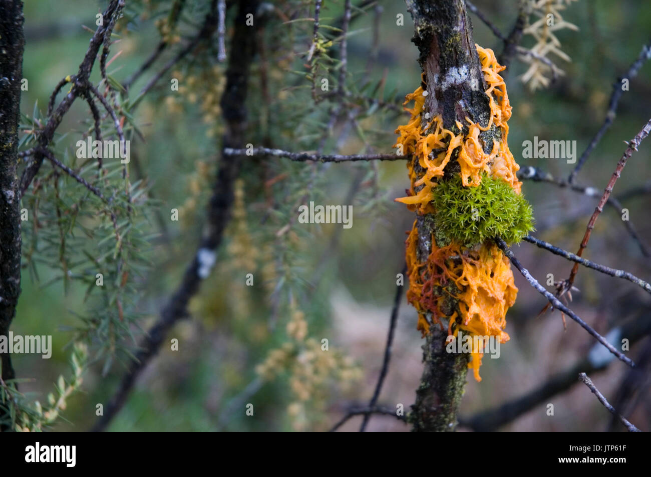cedar-apple rust on a juniper Stock Photo - Alamy