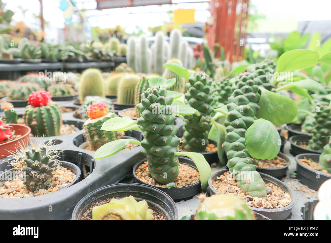 cactus or torch Thistle in the flowerpot Stock Photo - Alamy