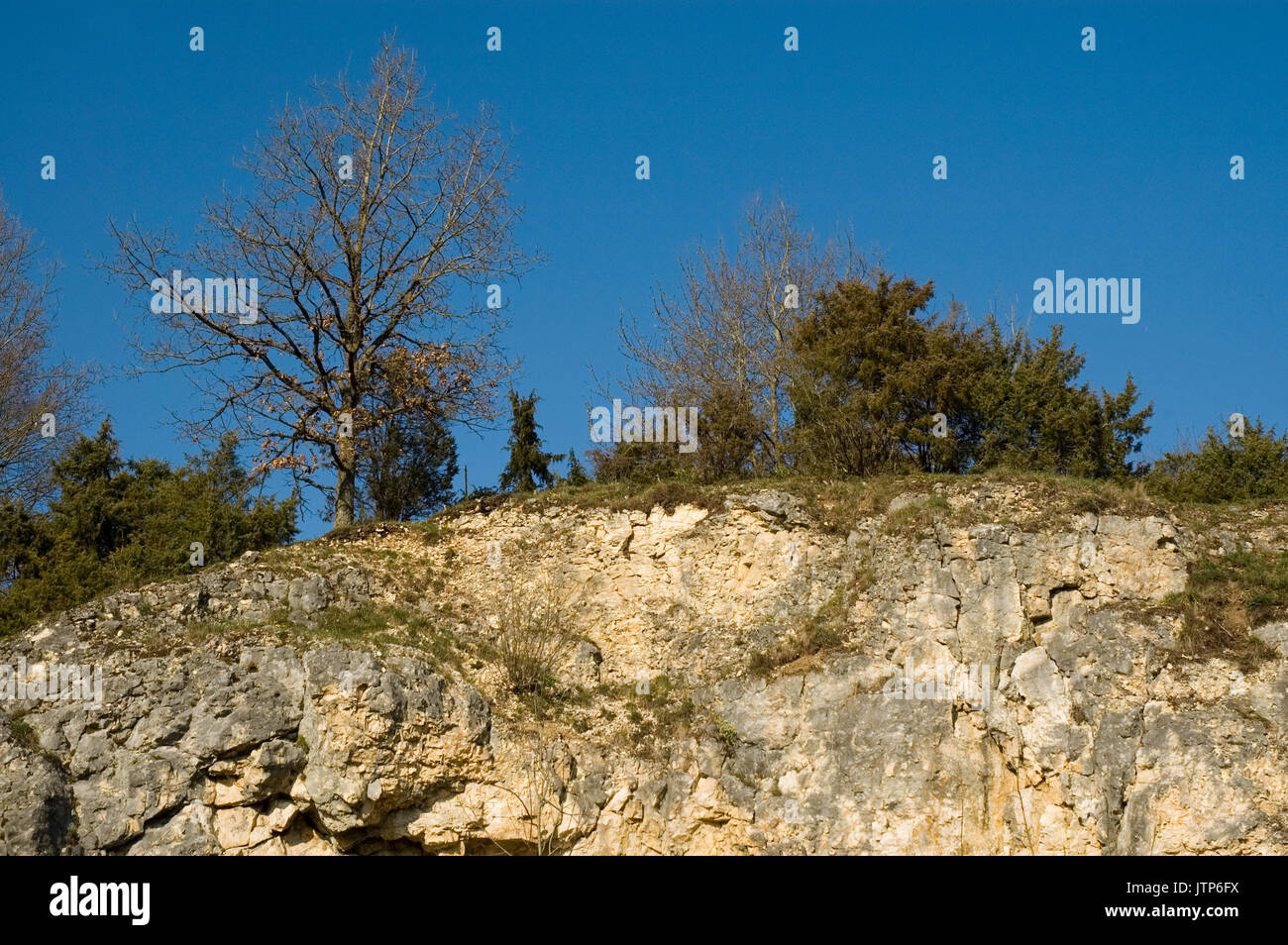 shrubs and trees growing on top of a limestone rock wall Stock Photo ...