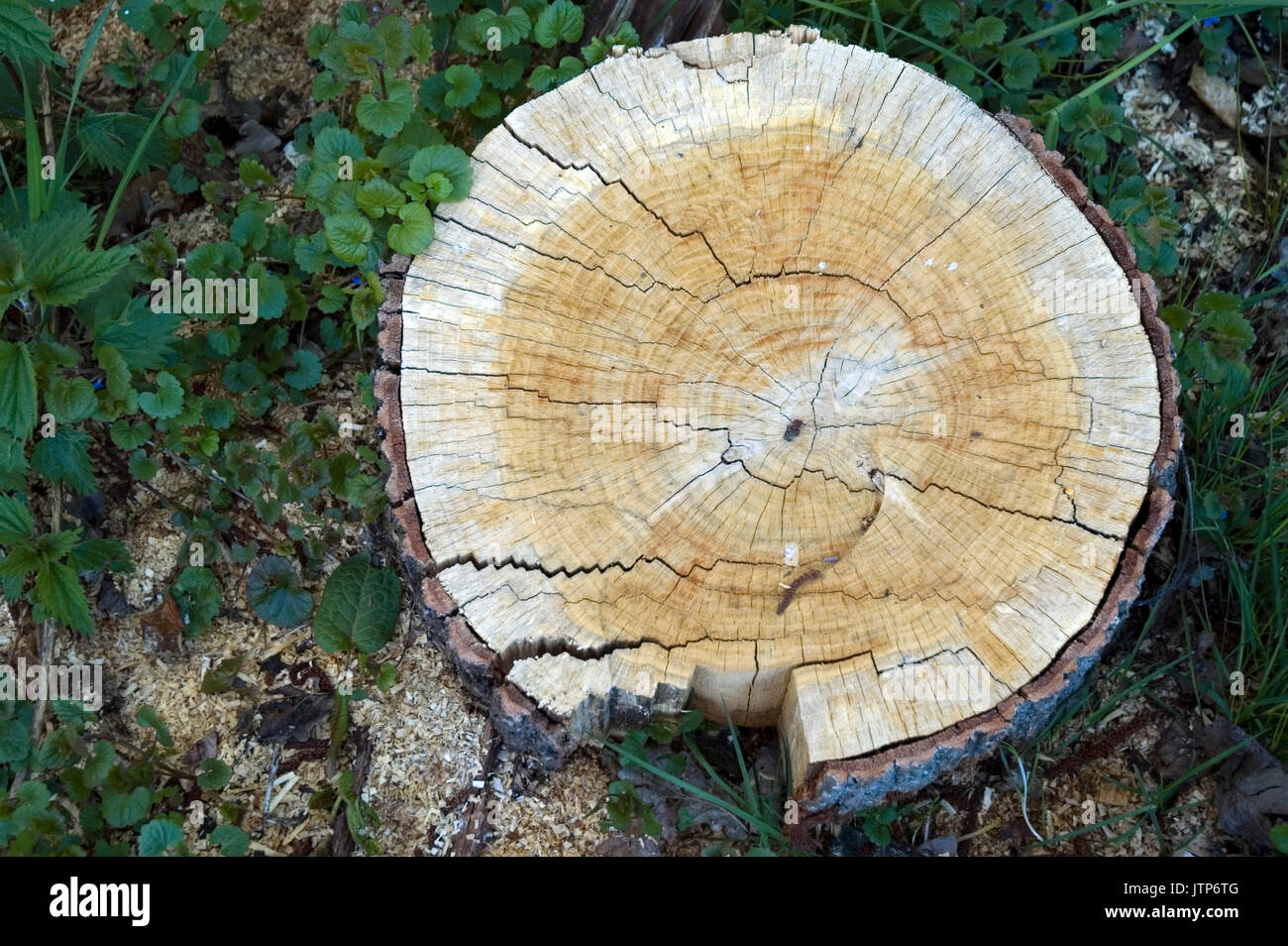 Tree Rings Annual High Resolution Stock Photography and Images - Alamy