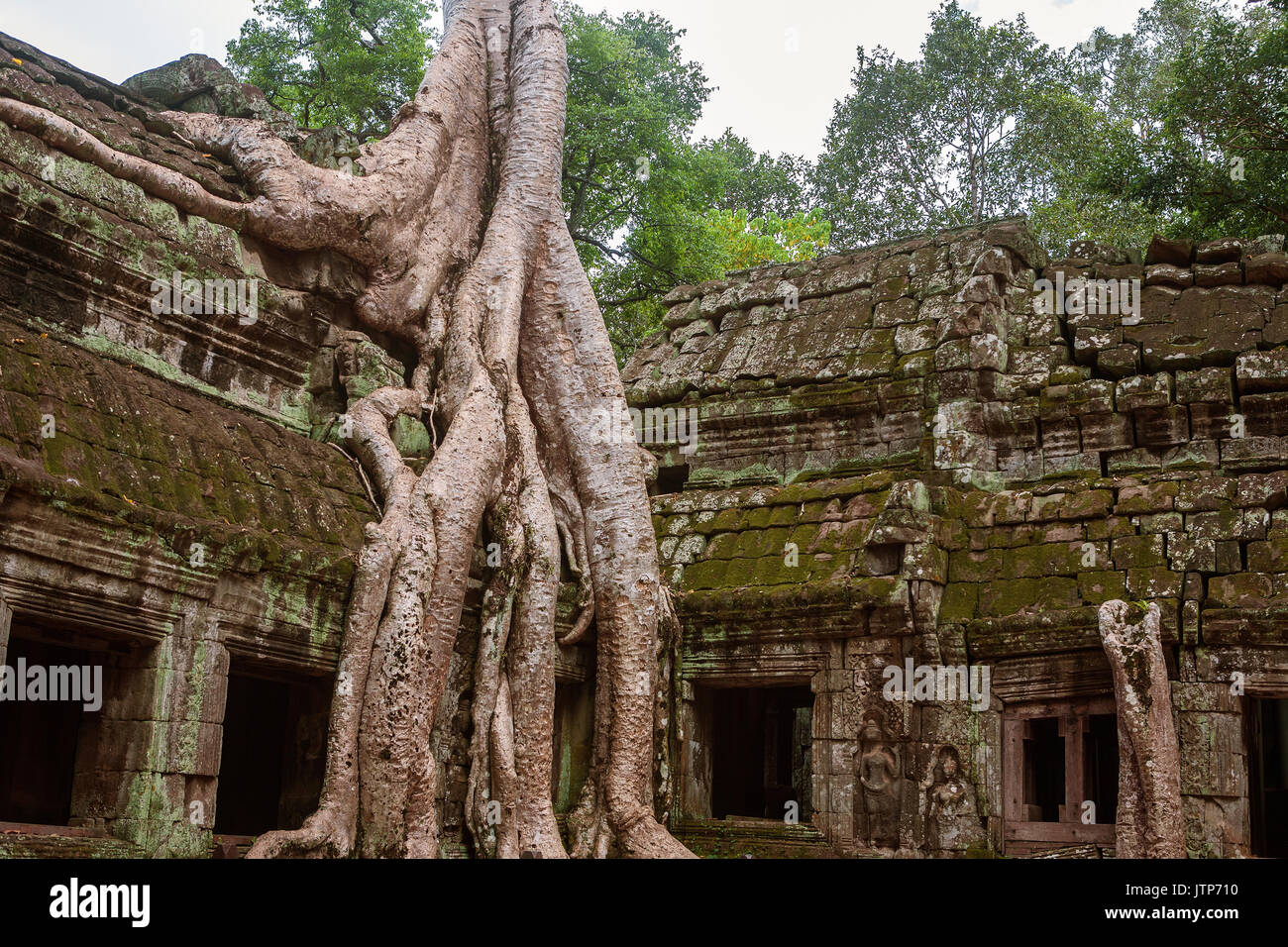 Roots of Tetrameles nudiflora, this example known as "Tomb Raider Tree ...