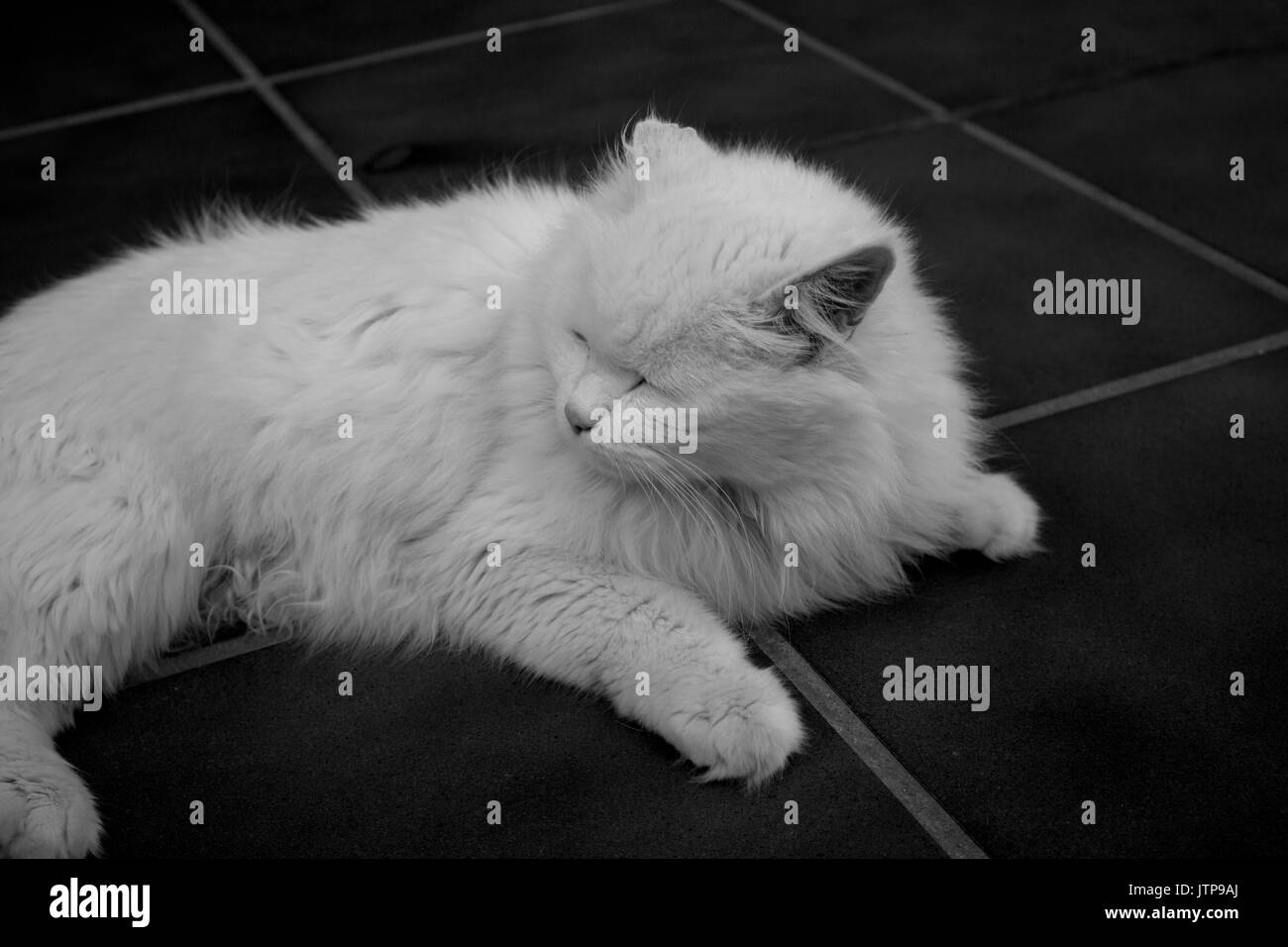 Cat. Beautiful white domestic animal. Turkish Angora. Black and white ...