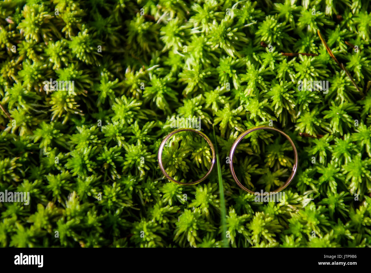 Wedding rings forest hi-res stock photography and images - Alamy