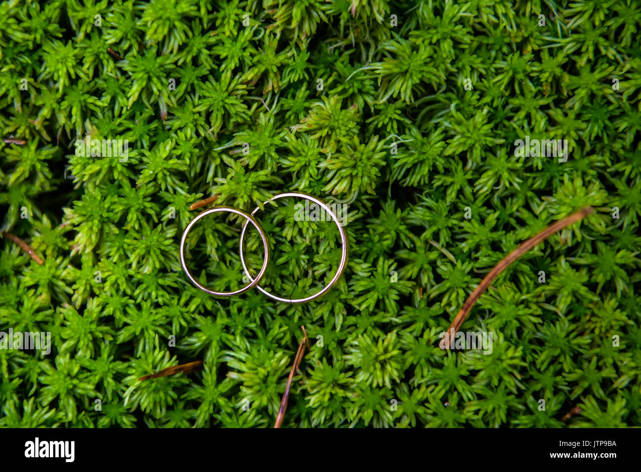 Wedding rings on moss hi-res stock photography and images - Alamy