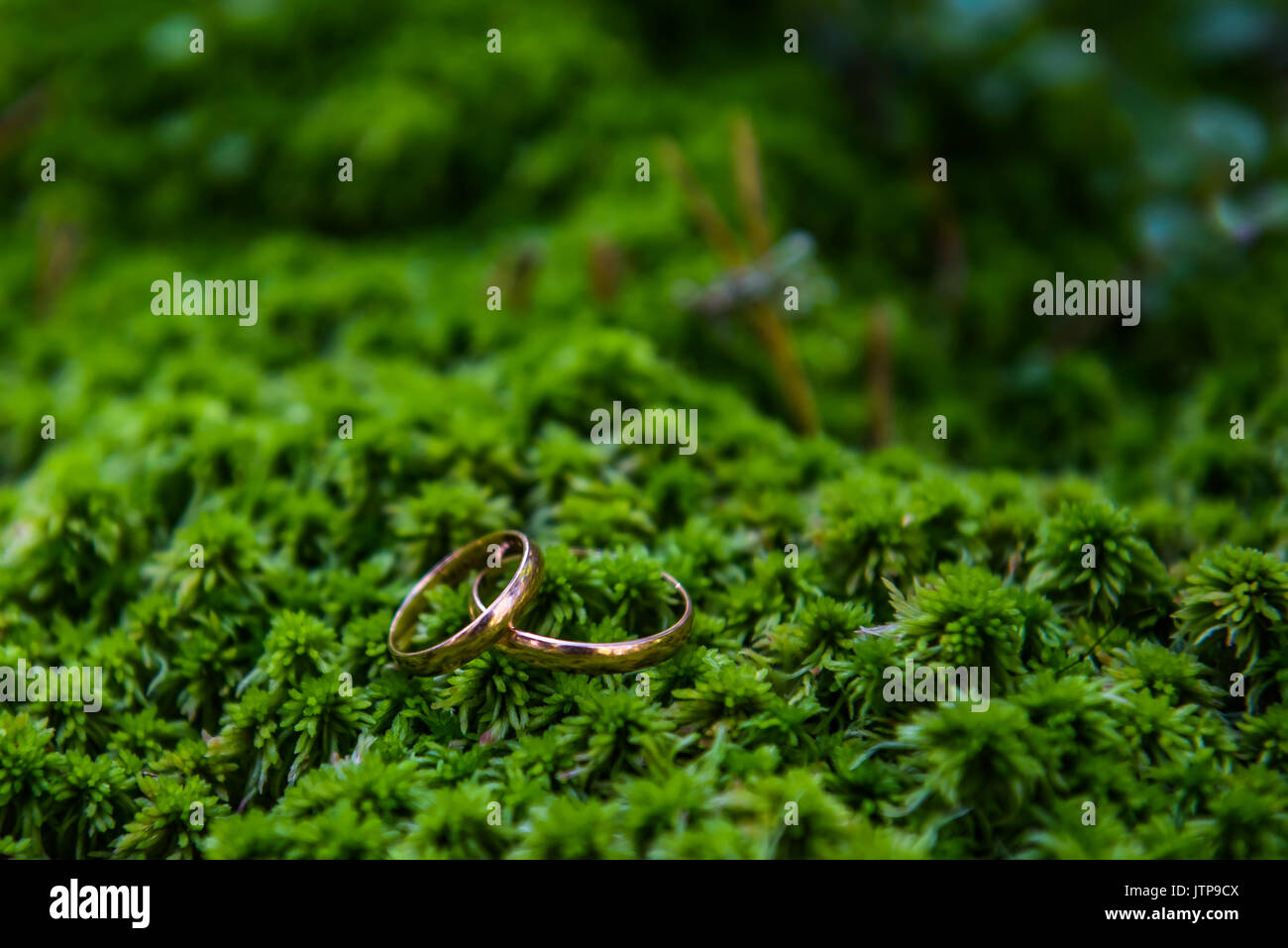Stylish wedding couple in golden hi-res stock photography and images ...