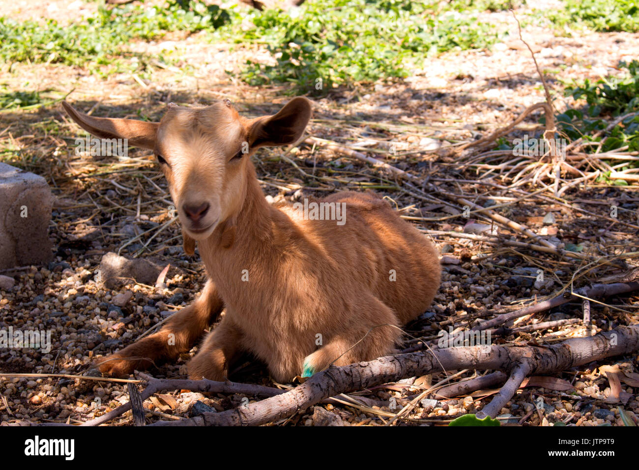 Goat. Beautiful little beige goat. Farm animal Stock Photo - Alamy