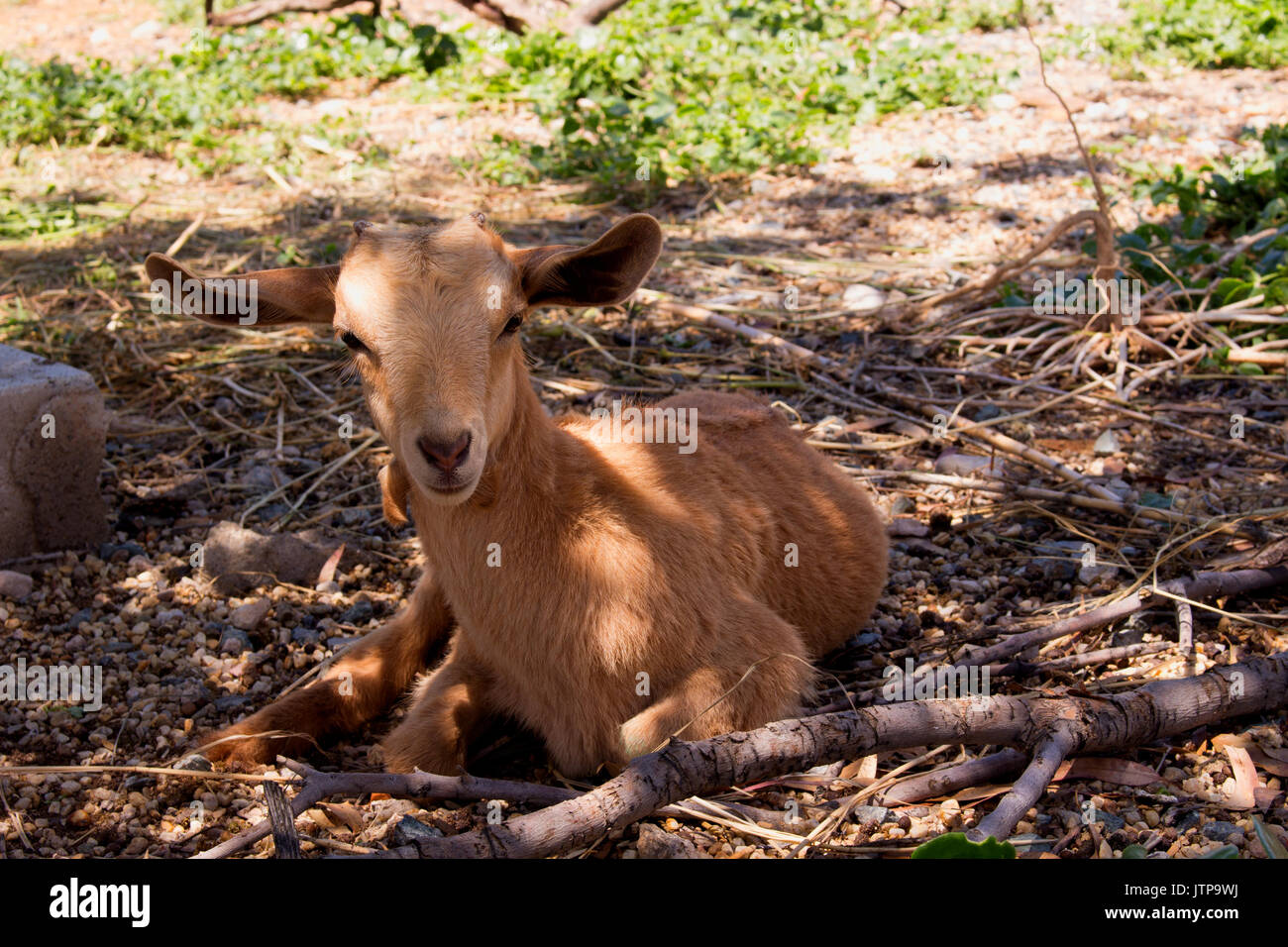 Goat. Beautiful little beige goat. Farm animal Stock Photo - Alamy
