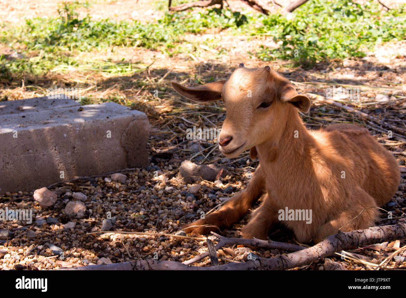Goat. Beautiful little beige goat. Farm animal Stock Photo - Alamy