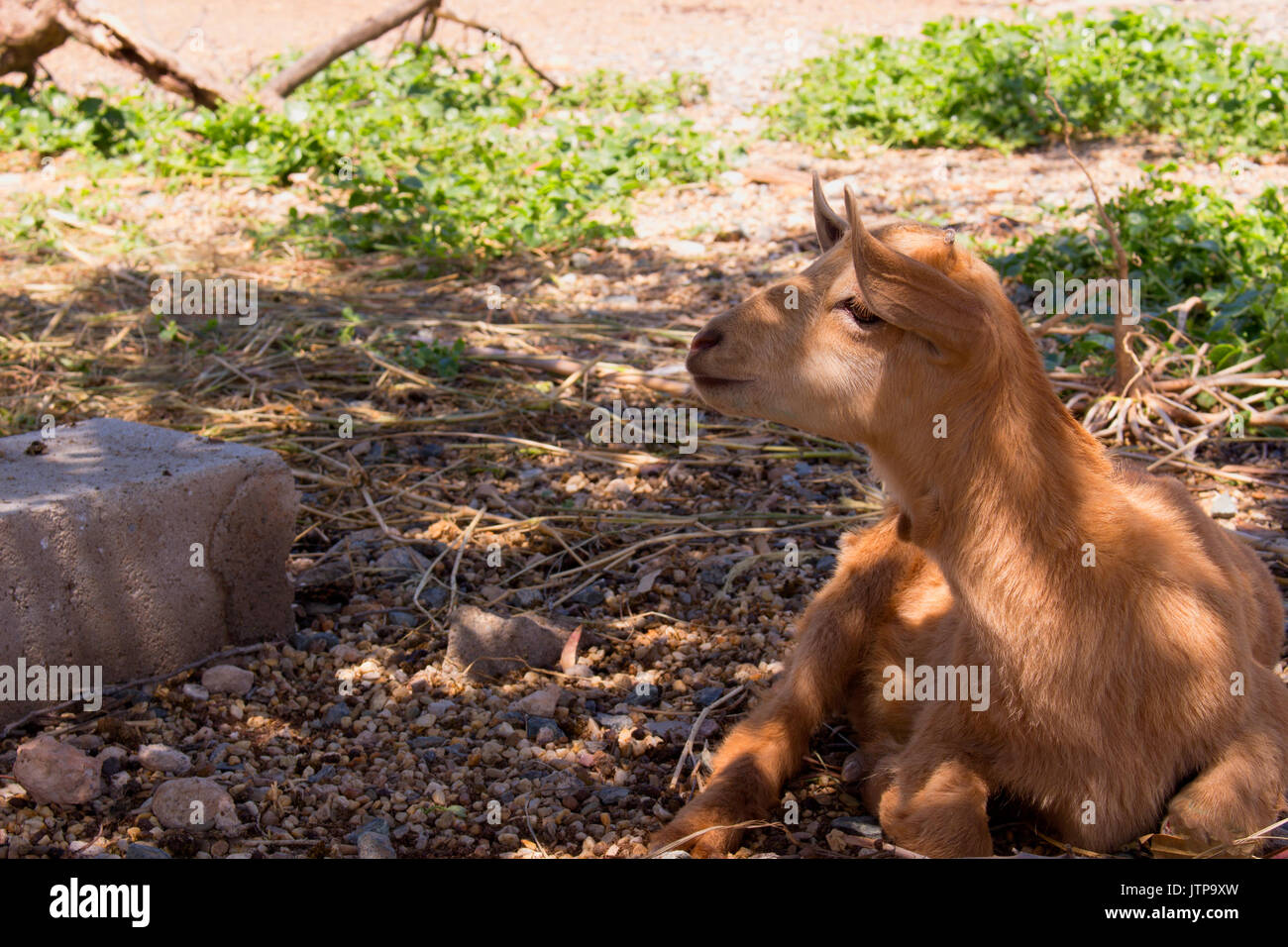Goat. Beautiful little beige goat. Farm animal Stock Photo - Alamy