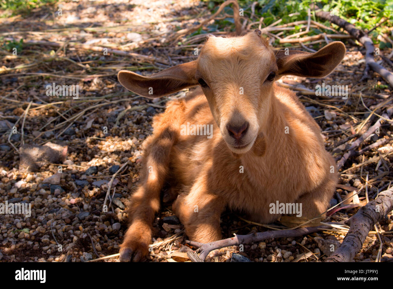Goat. Beautiful little beige goat. Farm animal Stock Photo - Alamy