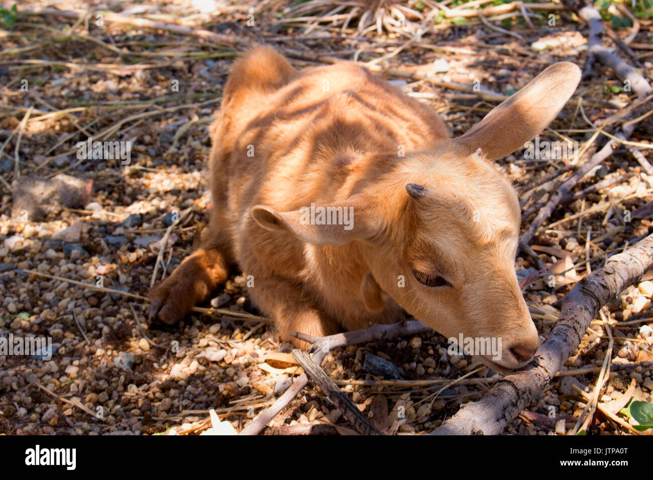 Goat. Beautiful little beige goat. Farm animal Stock Photo - Alamy