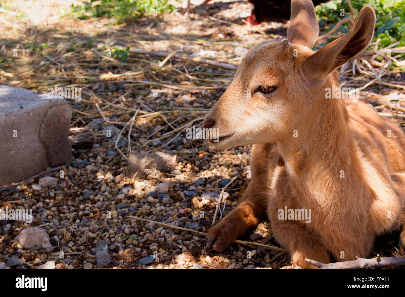 Goat. Beautiful little beige goat. Farm animal Stock Photo - Alamy